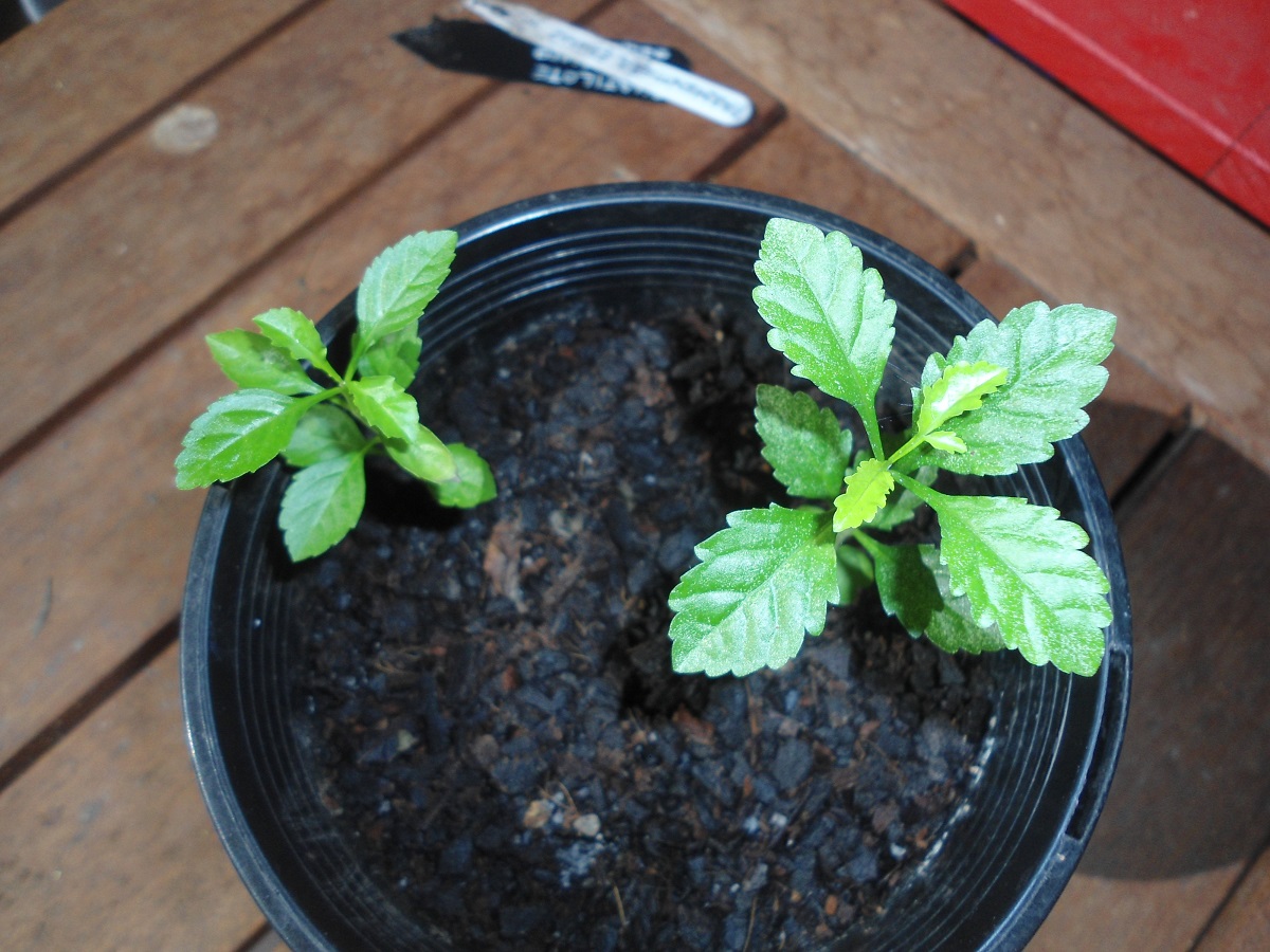 Linton's Edible Backyard