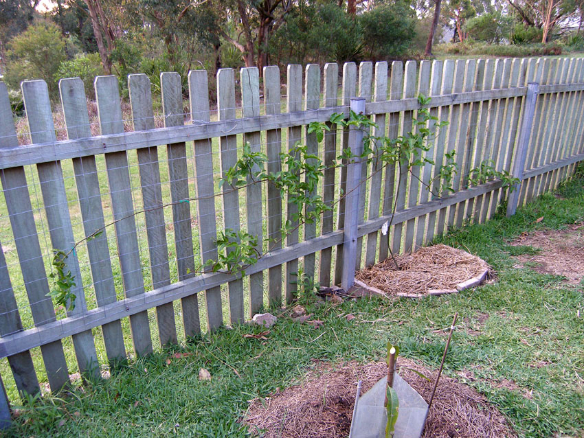 Passionfruit Panama Red Pandora Tree - Passiflora edulis