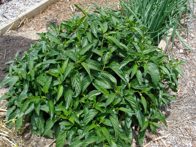 Pepino Kendall Gold Tree - Solanum muricatum