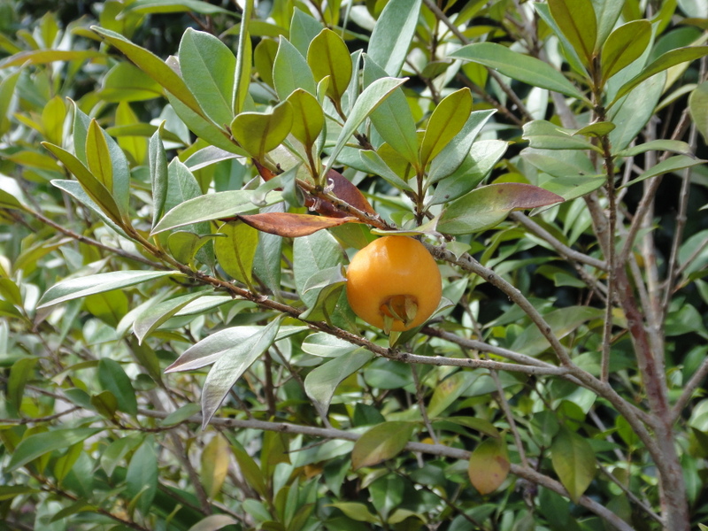 Pitomba (Eugenia luschnathiana)