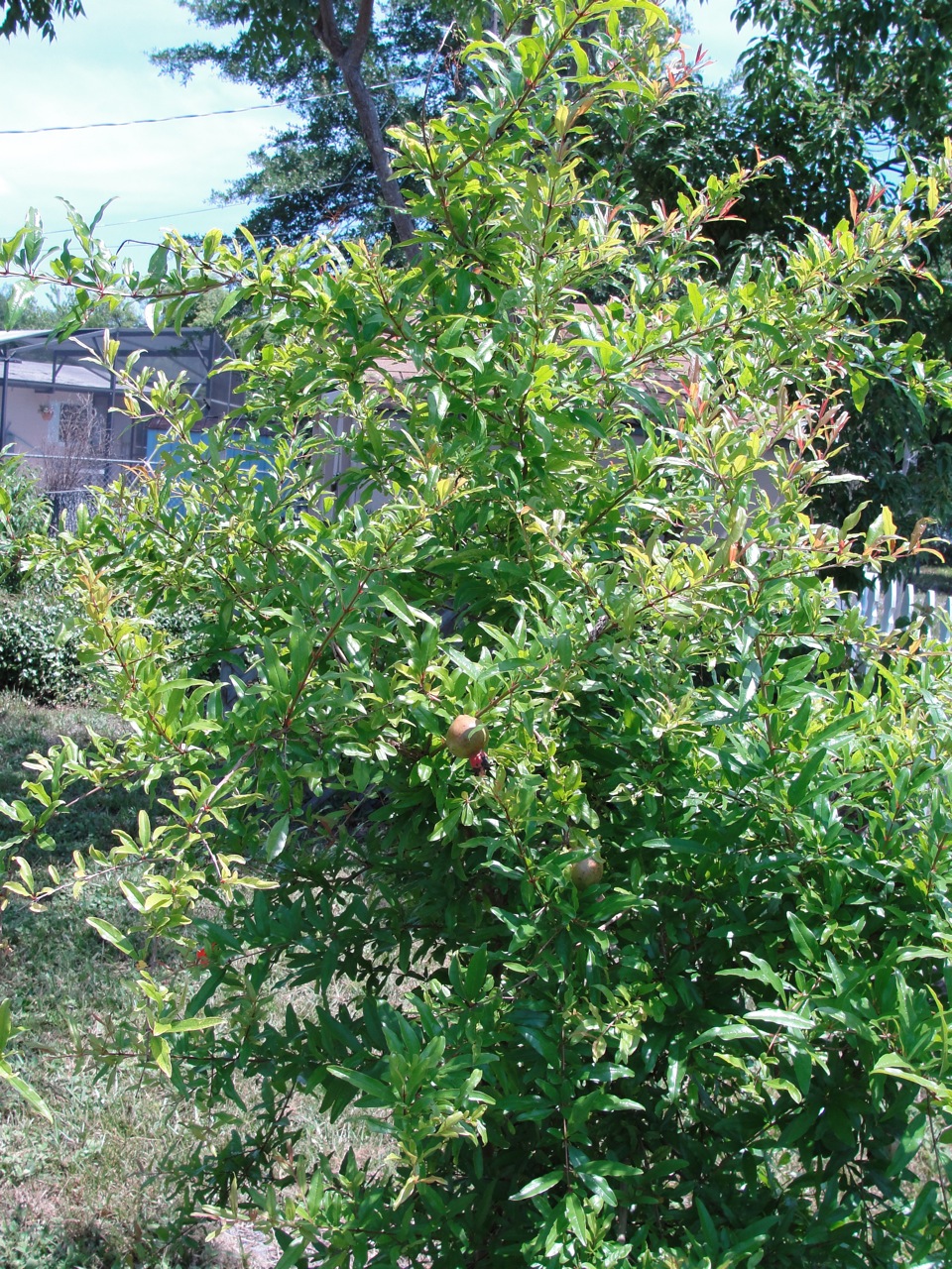 Pomegranate Wonderful Tree - Punica granatum