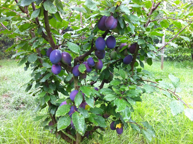 Edward3's Edible Backyard