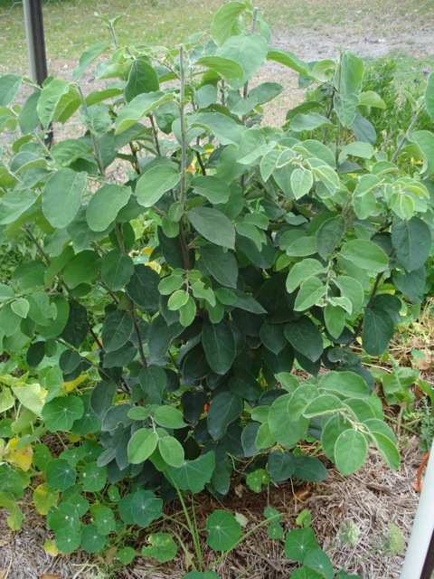 Quince Tree - Cydonia oblonga
