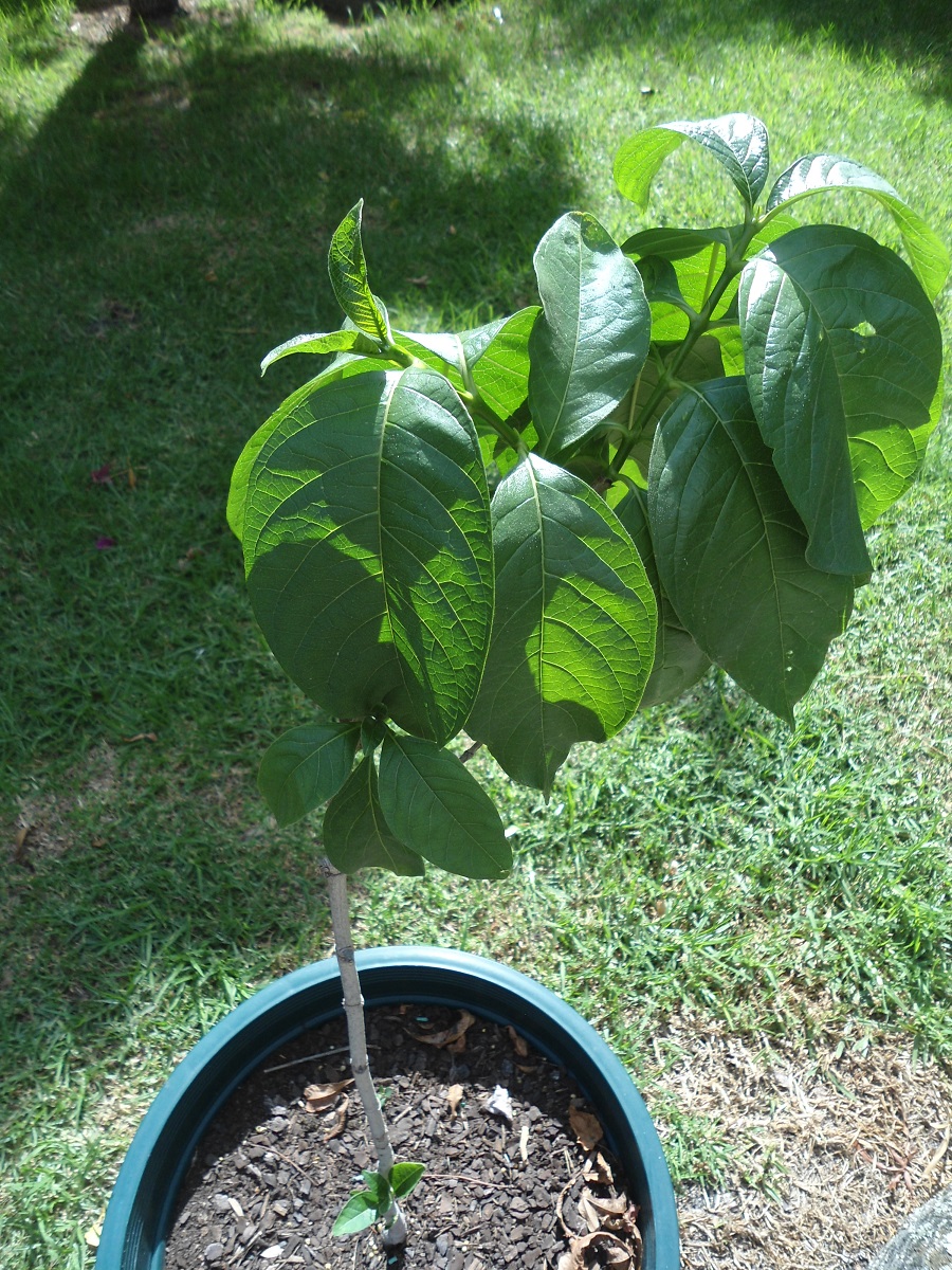 Spanish Tamarind, Vangueria madagascariensis