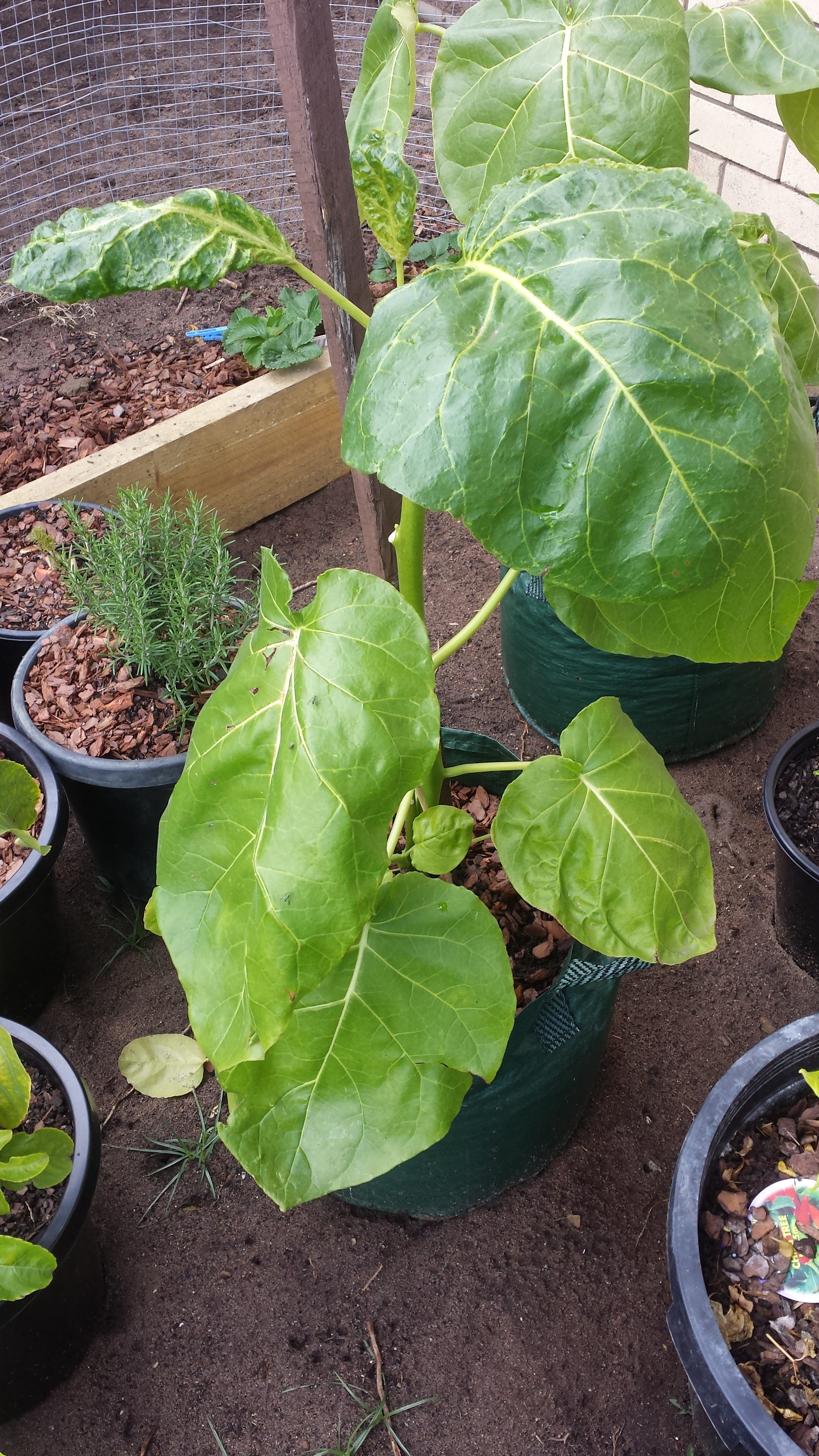 Tamarillo Orange Tree - Solanum betaceum