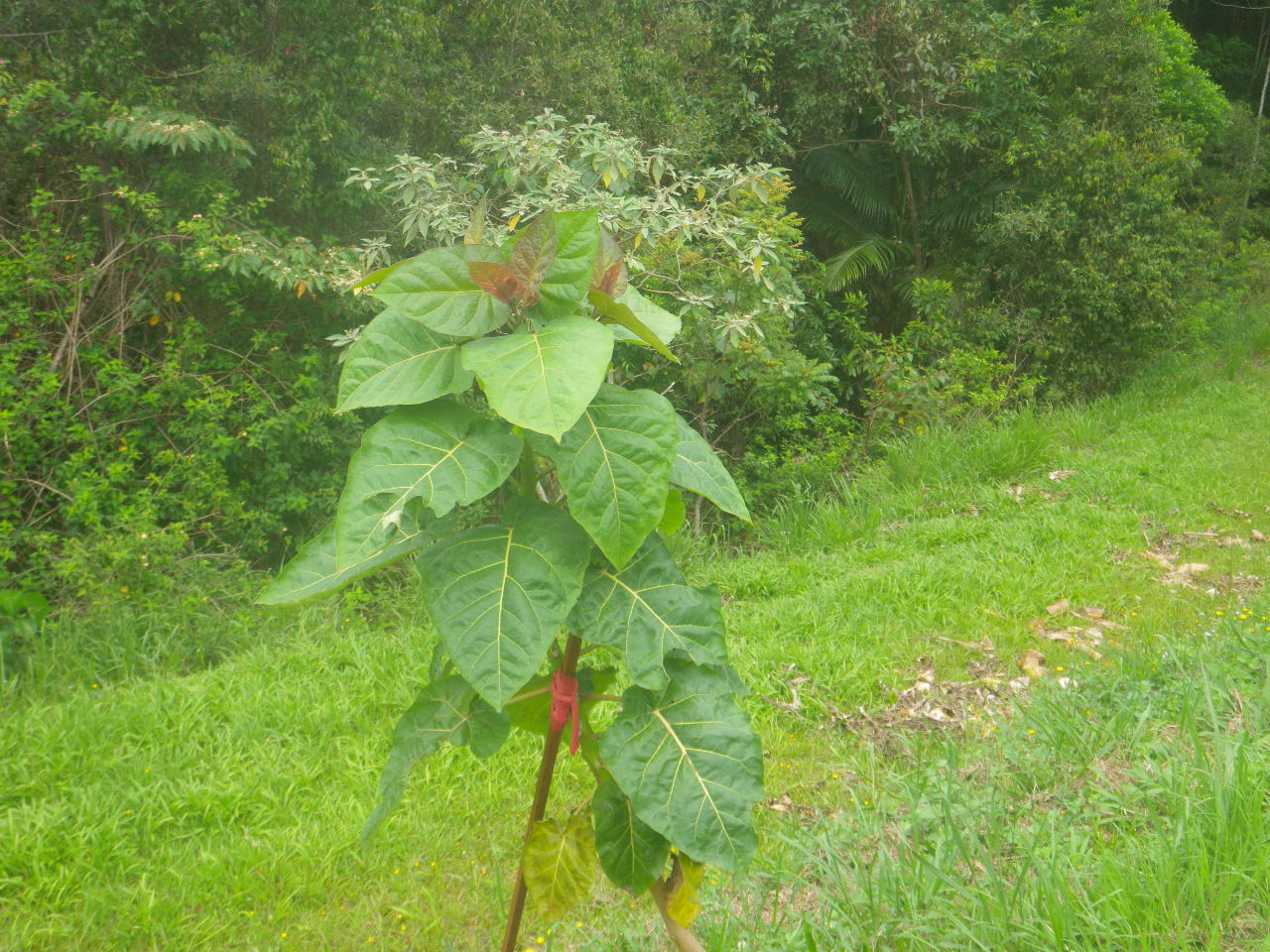 Tamarillo Red Tree - Solanum betaceum