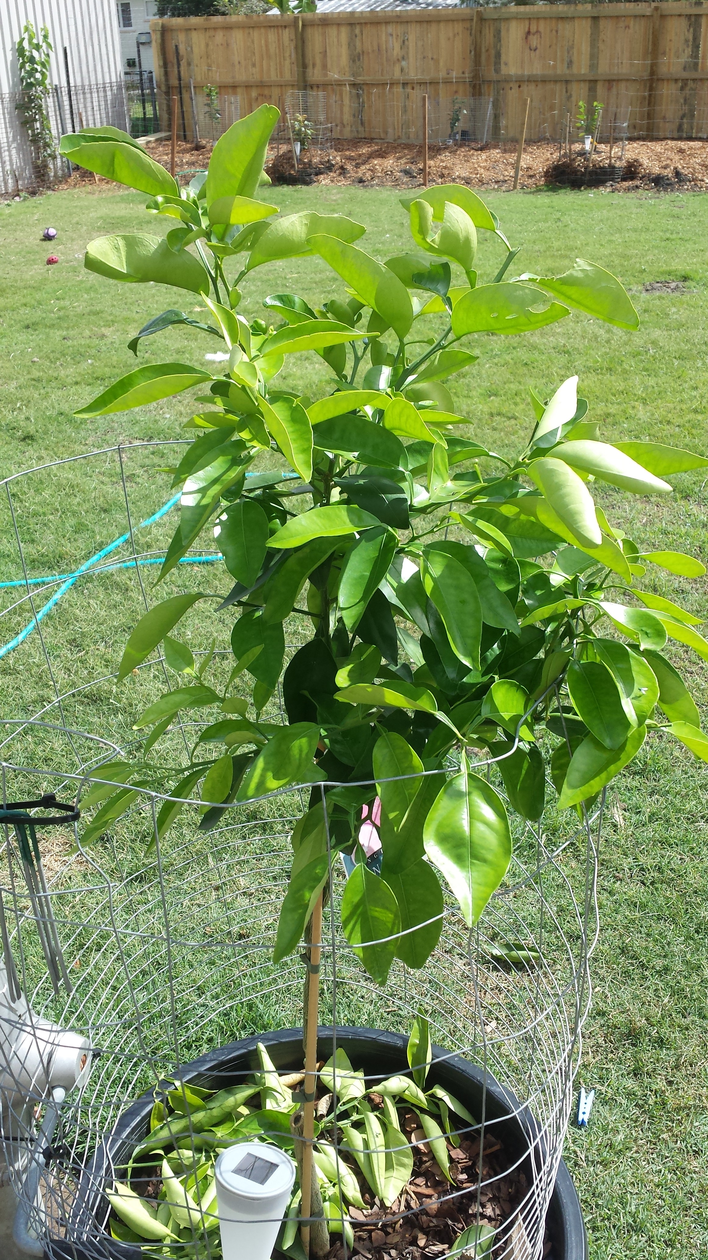 Buy Tangelo Minneola Fruit Trees - Citrus reticulata x C. paradisi