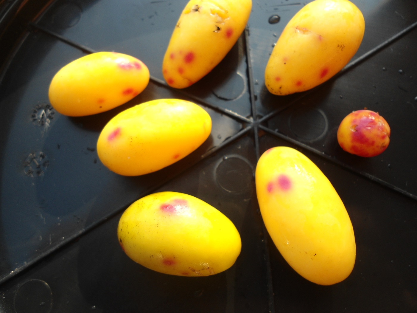 Linton's Edible Backyard