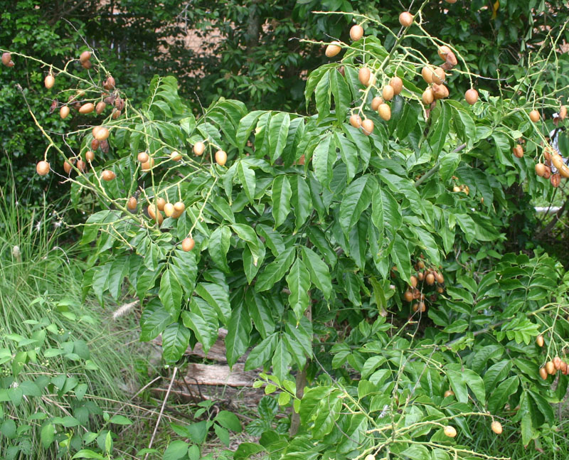 Wampi Tree - Clausena lansium
