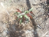 Buy Dwarf Peach Tree Sunset Red Leaf Peach Low Chill, Prunus persica