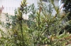 Buy Midyim Berry Fruit Trees (Midgen, Austromyrtus dulcis)