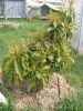 Dwarf Avocado Pinkerton Tree - Persea americana