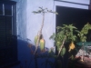 Buy Babaco Fruit Tree Plants (Carica pentagona)