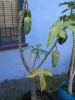 Buy Babaco Fruit Tree Plants (Carica pentagona)