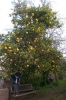 Bush Lemon Tree Tree - Citrus × taitensis