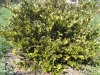 Buy Cedar Bay Cherry Fruit Trees (Eugenia reinwardtiana)
