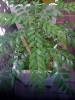 Curry Tree Herb - Murraya koenigii