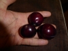 Buy NSW Davidson Plum Fruit Trees (Davidsonia jerseyana)