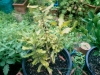 Dwarf Macadamia Tree - Macadamia integrifolia