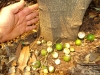 Buy Macadamia A16 Nut Trees (Macadamia integrifolia)