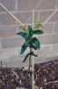 Dwarf Mandarin Pixie Tree - Citrus reticulata