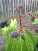 Buy Dwarf Mango Irwin Fruit Trees (Mangifera indica)
