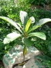 Green Sapote Tree - Pouteria viridis