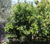 Lemon Lisbon Tree - Citrus limon