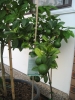 Lemonade Tree - Citrus limon x reticulata