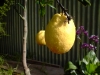 Lemonade Tree - Citrus limon x reticulata