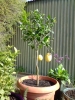Lemonade Tree - Citrus limon x reticulata