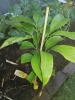 Lychee - Seedling, Litchi chinensis