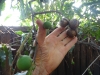 Macadamia A268 Tree - Macadamia integrifolia