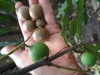 Macadamia A268 Tree - Macadamia integrifolia