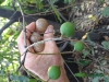 Macadamia A268 Tree - Macadamia integrifolia