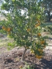 Buy Mandarin Emperor Grafted Fruit Trees (Citrus reticulata)