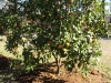 Buy Mandarin Hickson Grafted Citrus Fruit Trees (Citrus reticulata)