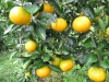 Mandarin Okitsu wase (Satsuma) Tree - Citrus reticulata