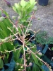 Buy Mango Florigon Grafted Fruit Trees (Mangifera indica)