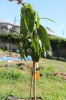 Dwarf Mango Palmer Tree - Mangifera indica