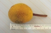 Buy Marang Fruit Trees - Artocarpus odoratissimus