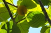 Buy Marang Fruit Trees - Artocarpus odoratissimus