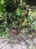 Buy Midyim Berry Fruit Trees (Midgen, Austromyrtus dulcis)