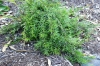 Buy Midyim Berry Fruit Trees (Midgen, Austromyrtus dulcis)