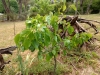 Buy White Shahtoot Mulberry Fruit Trees in Australia (Morus macroura)