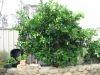 Orange Valencia Seedless Tree - Citrus sinensis