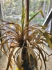 Buy Edible Pandanus Plant For Sale - Pandanus amaryllifolius