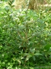 Buy Pitomba Fruit Trees (Eugenia luschnathiana)