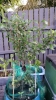 Buy Sugar Plum Fruit Trees (Prunis salicina)