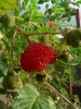 Buy Atherton Raspberry Plant - Rubus fraxinifolius